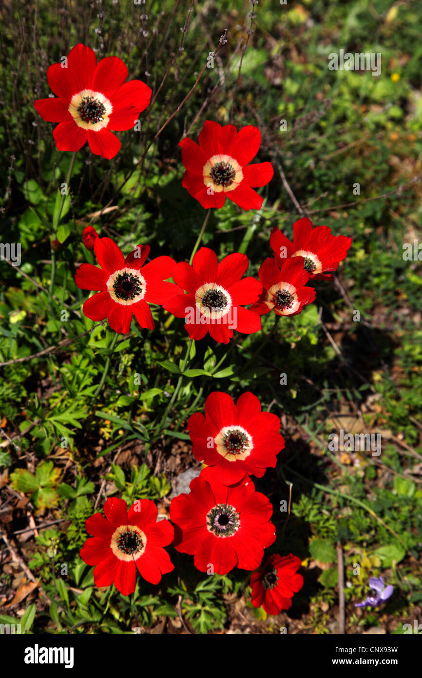 great peacock anemone (Anemone pavonia), blooming, Greece, Lesbos Stock ...