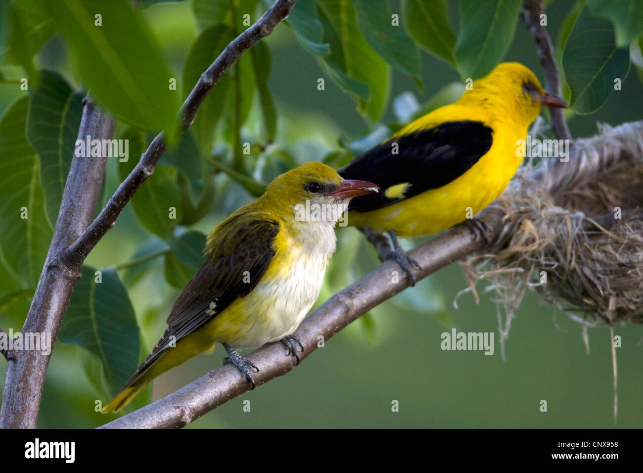 golden oriole (Oriolus oriolus), couple at the nest, Bulgaria Stock ...