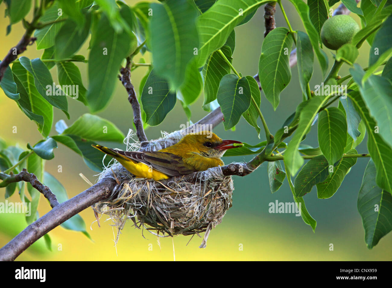 golden oriole (Oriolus oriolus), female in the nest, Bulgaria Stock ...