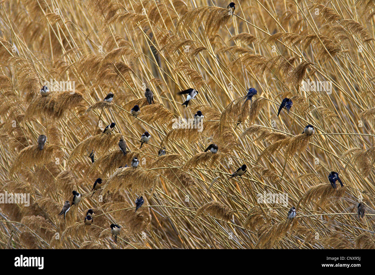 Common house martin sand martin in the reed of lake hi-res stock ...