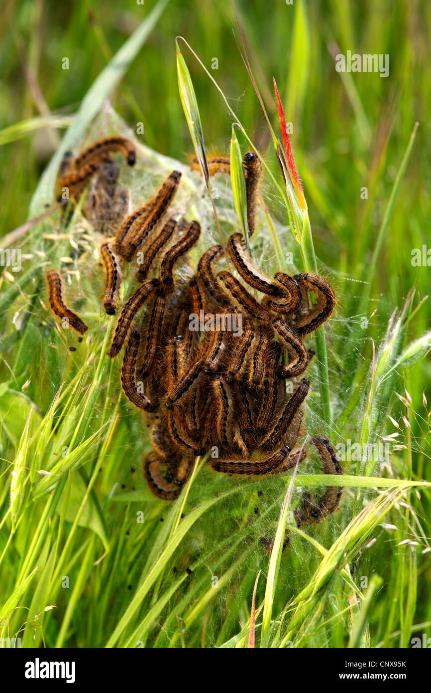 Caterpillar nest hi-res stock photography and images - Alamy