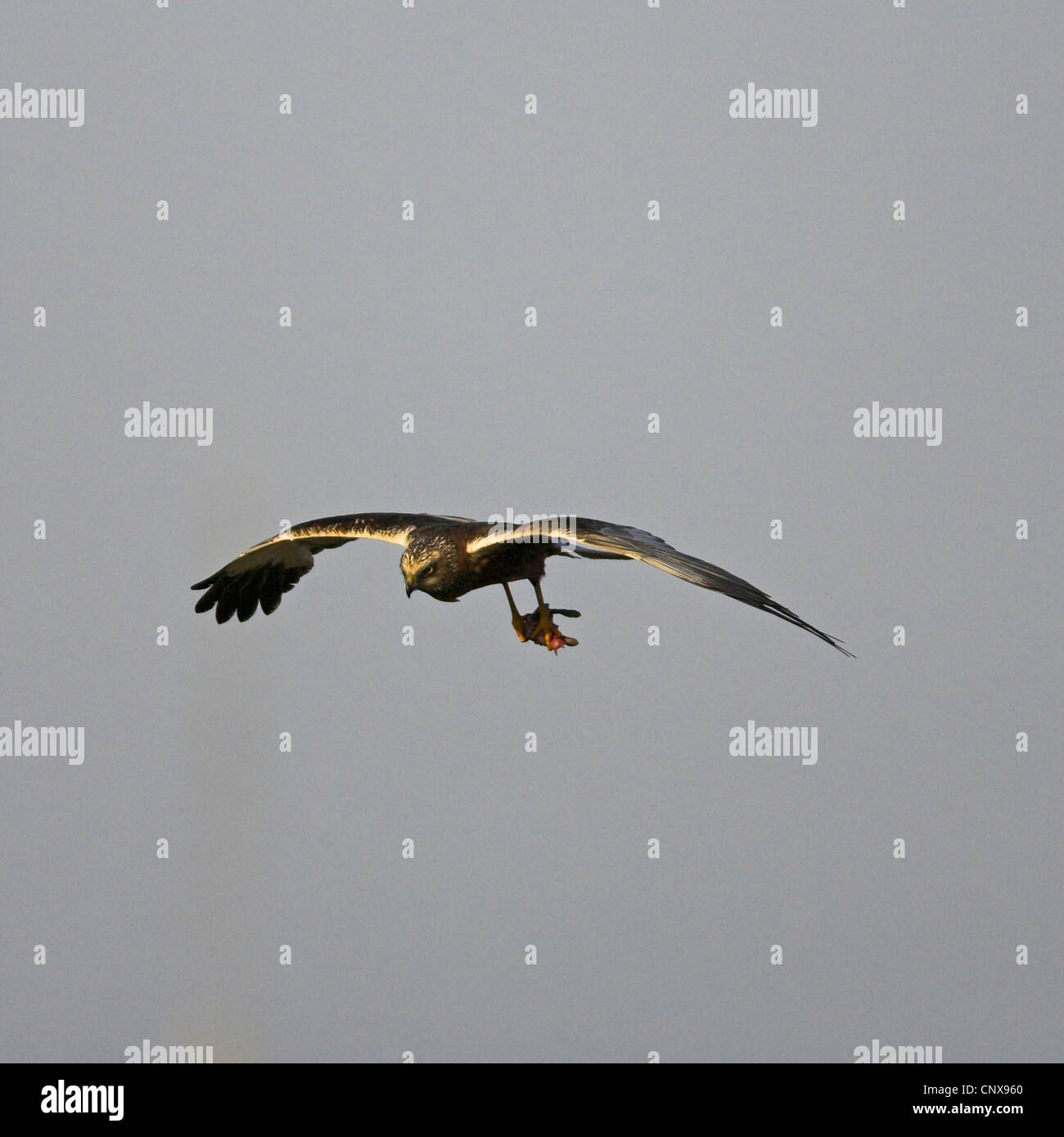 Flying with prey in the claws hi-res stock photography and images - Alamy