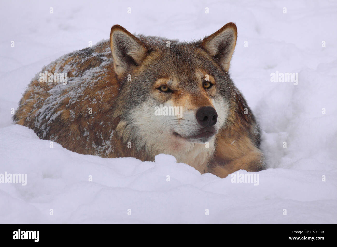 European wolf sitting in snow hi-res stock photography and images - Alamy