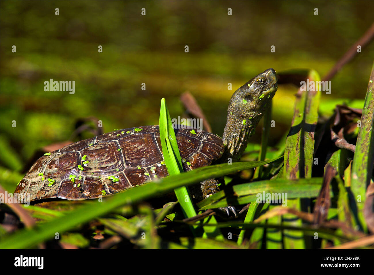 Maurish turtle, Mediterranean turtle (Mauremys leprosa), in wetland ...