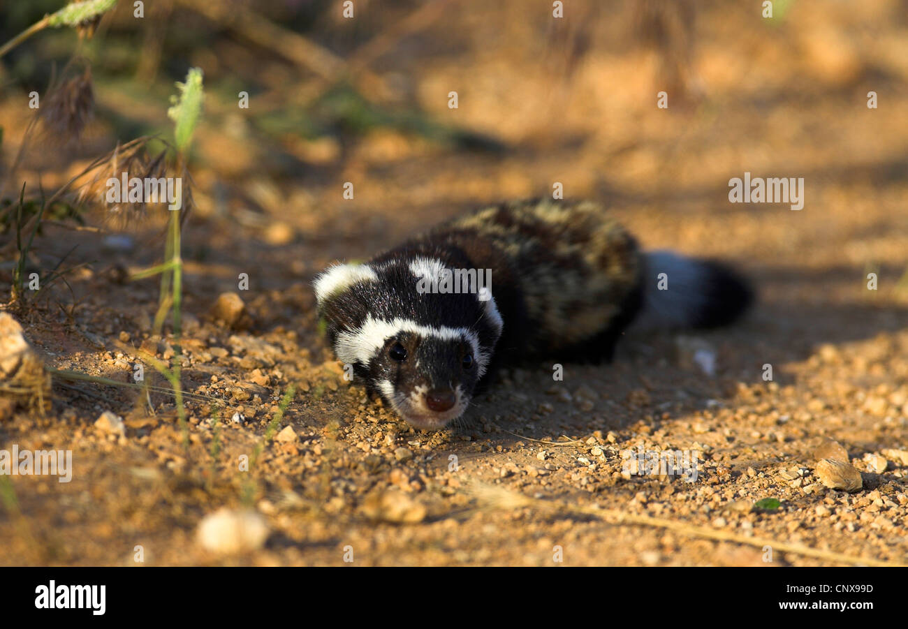 marbled polecat (Vormela peregusna), on the ground, Bulgaria Stock ...