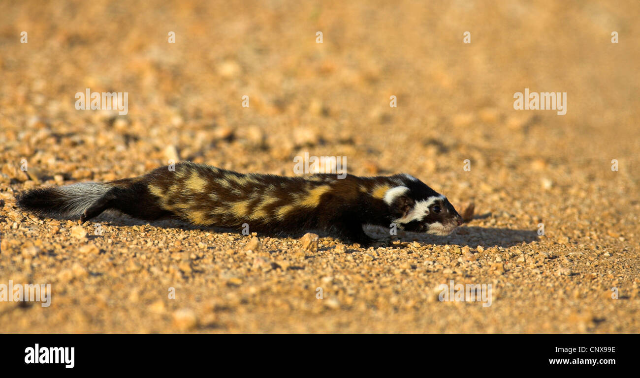 marbled polecat (Vormela peregusna), running, Bulgaria Stock Photo - Alamy