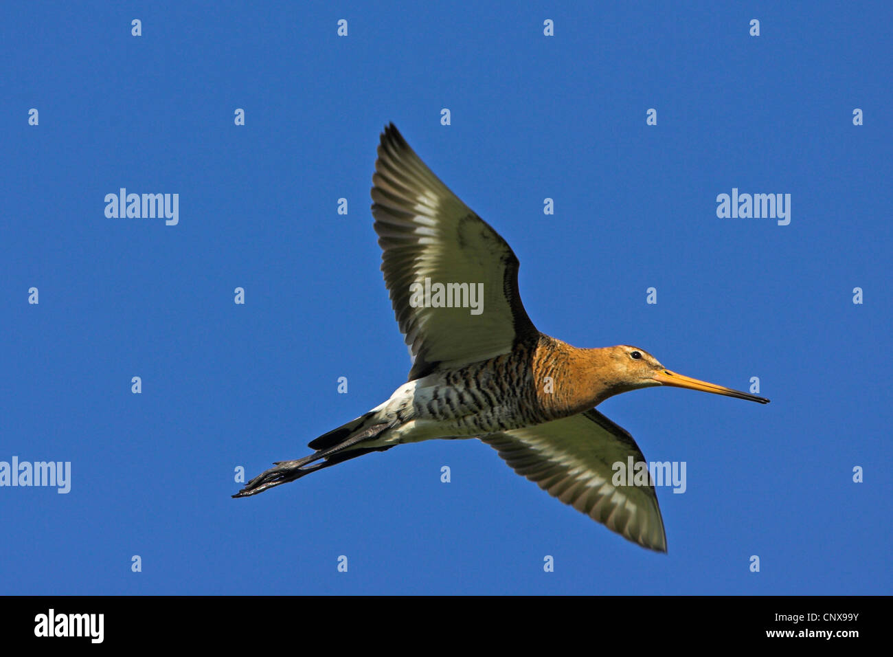 Godwit on the wings hi-res stock photography and images - Alamy