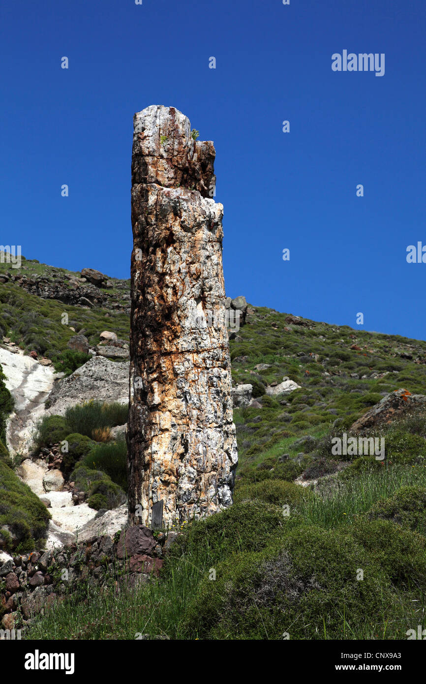 Petrified tree between, Lesvos Petrified Forest Park, Greece, Lesbos ...