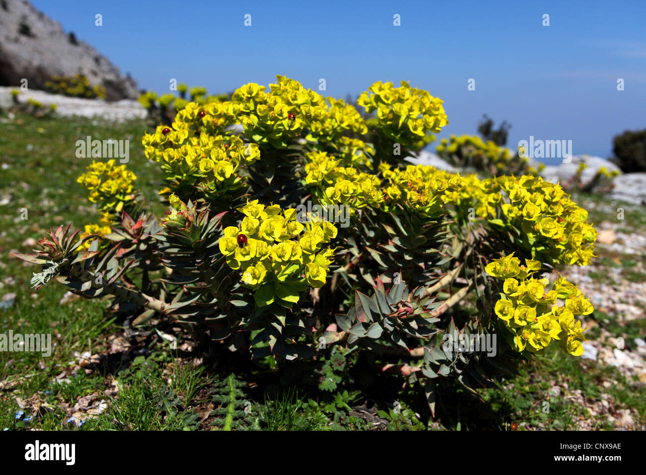Creeping Spurge, Donkey Tail, Myrtle Spurge (Euphorbia myrsinites ...