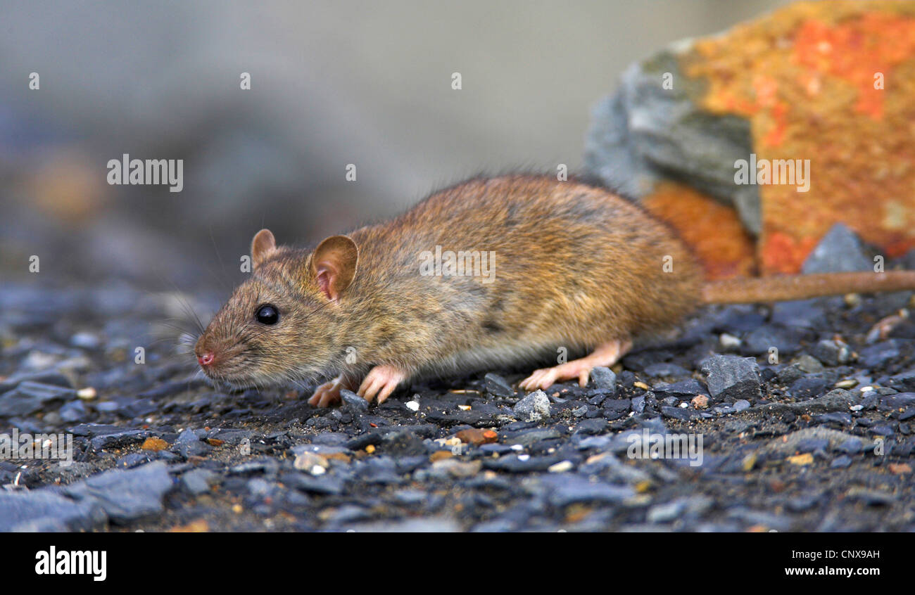 brown rat, commo brown rat, Norway rat, common rat (Rattus norvegicus ...