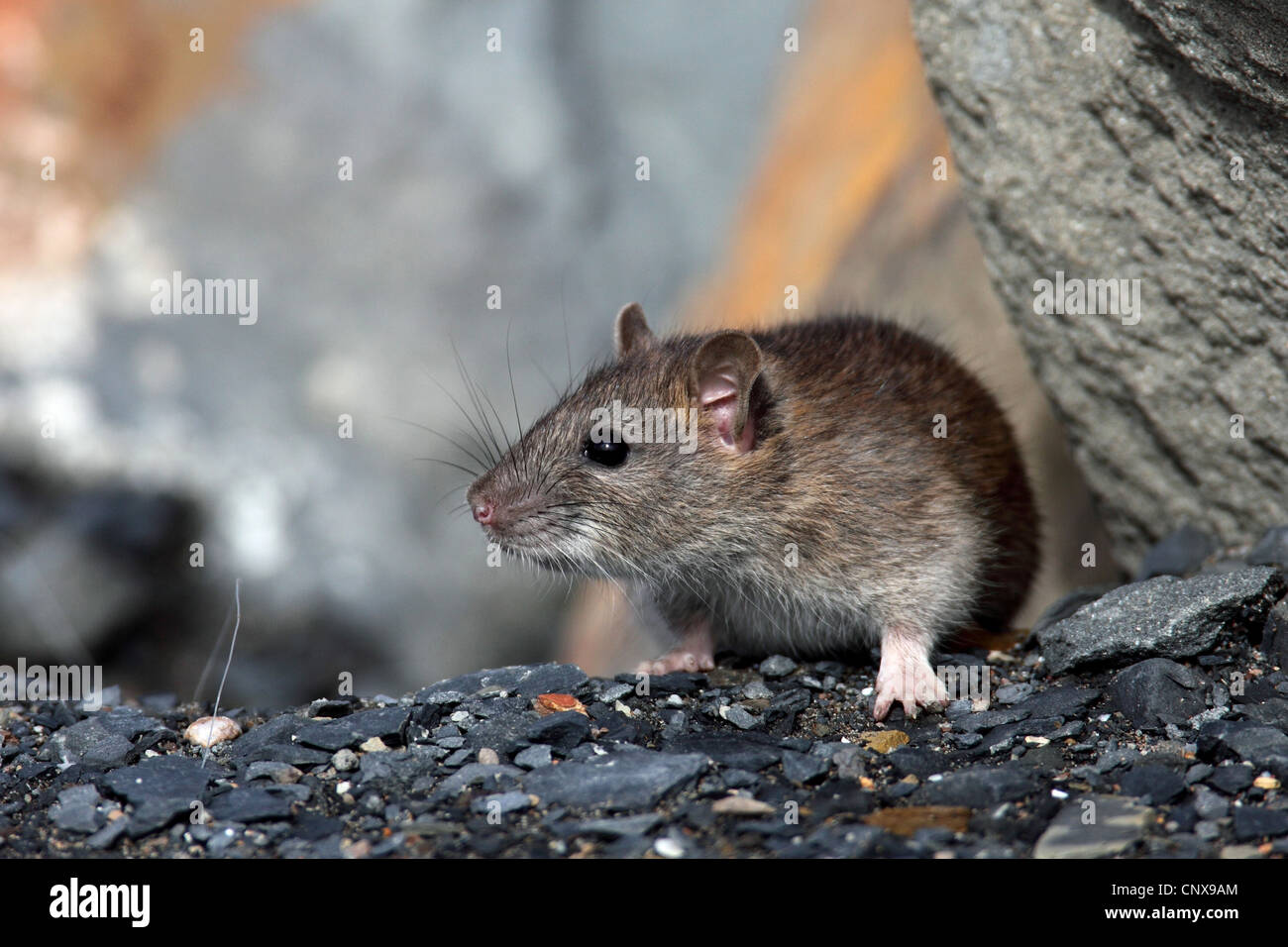 Common spanish food hi-res stock photography and images - Alamy