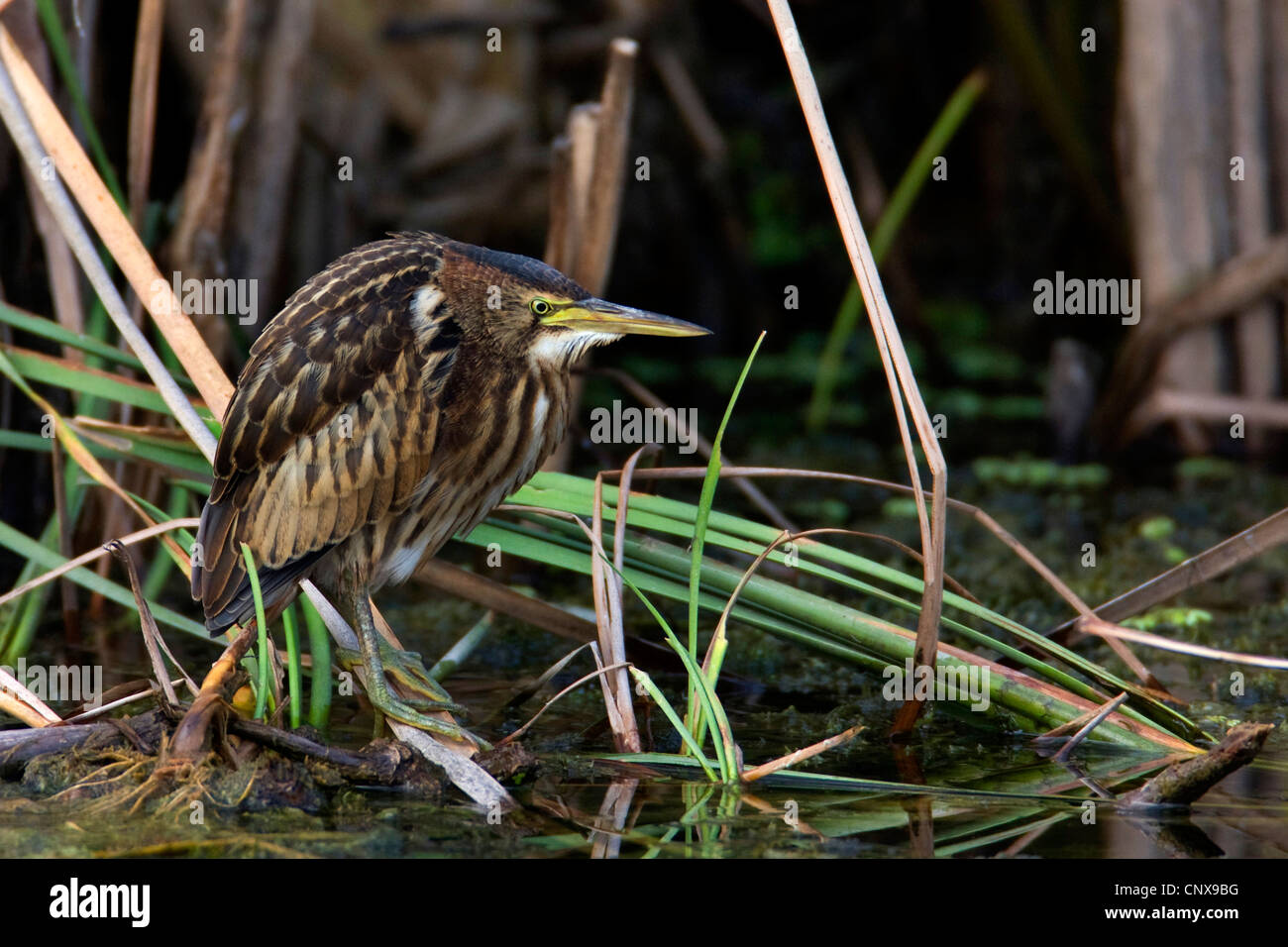 little bittern (Ixobrychus minutus), squeaker in a reed, Greece ...