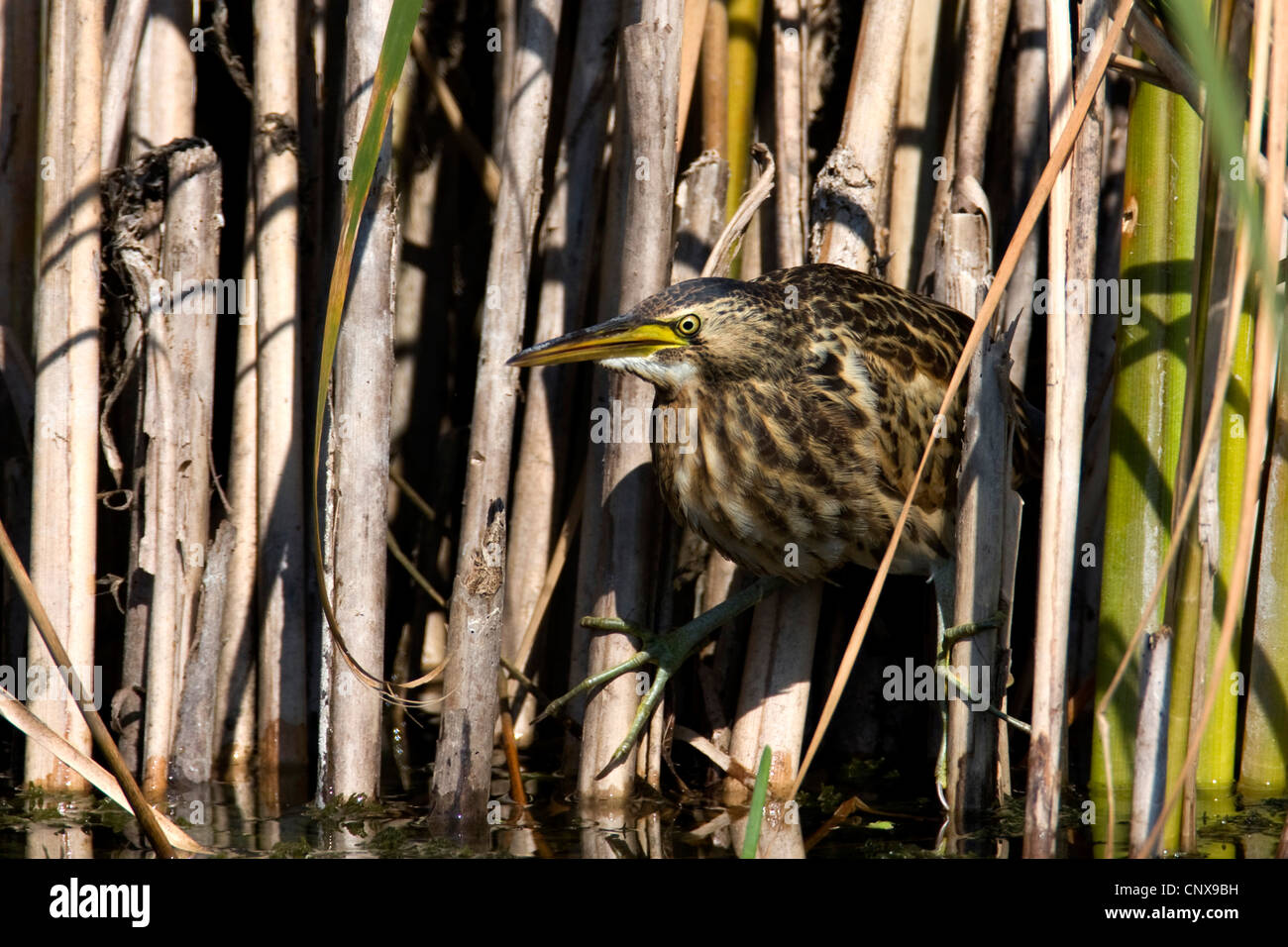 little bittern (Ixobrychus minutus), squeaker in a reed, Greece ...