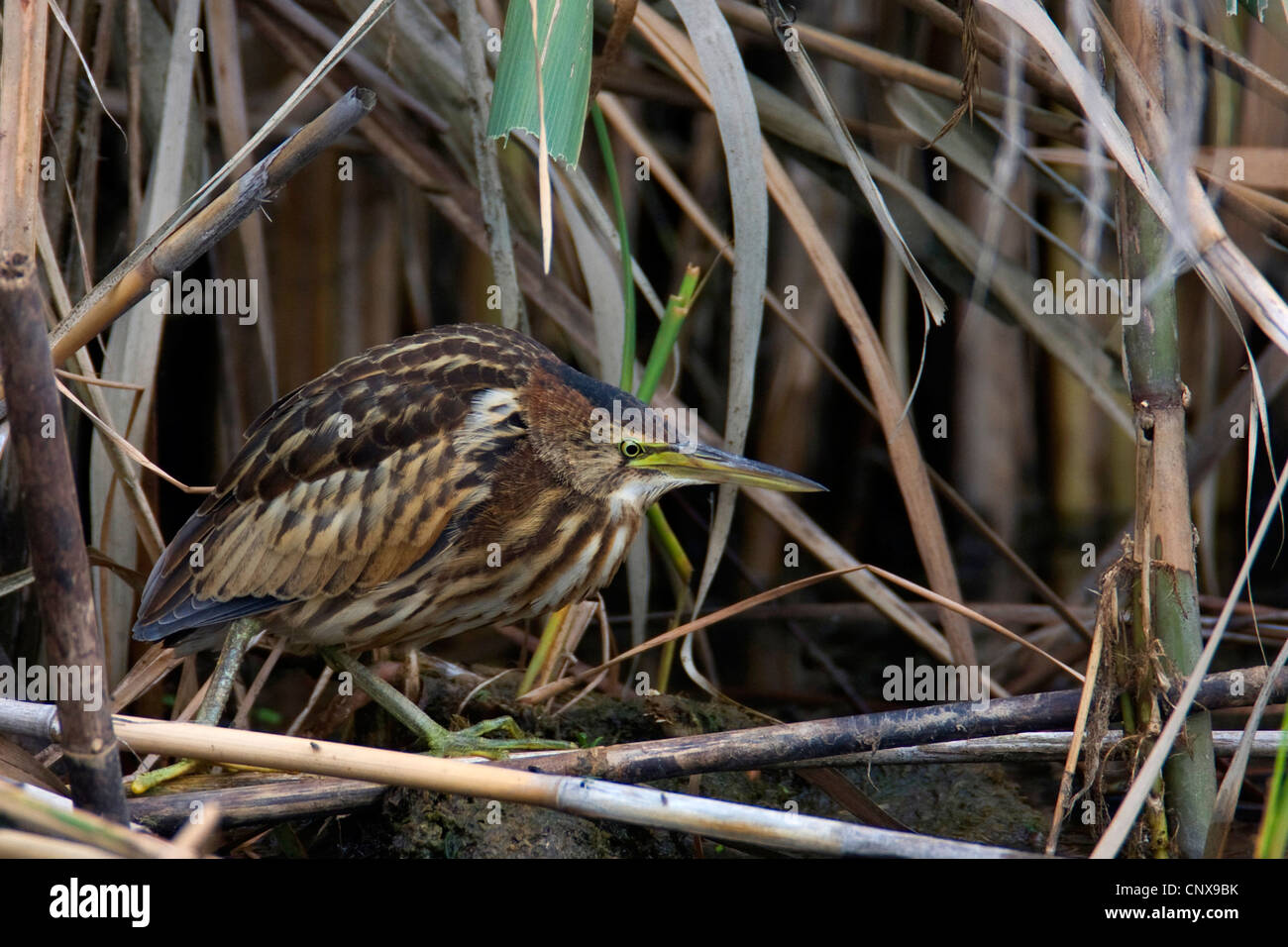 little bittern (Ixobrychus minutus), squeaker in a reed, Greece ...
