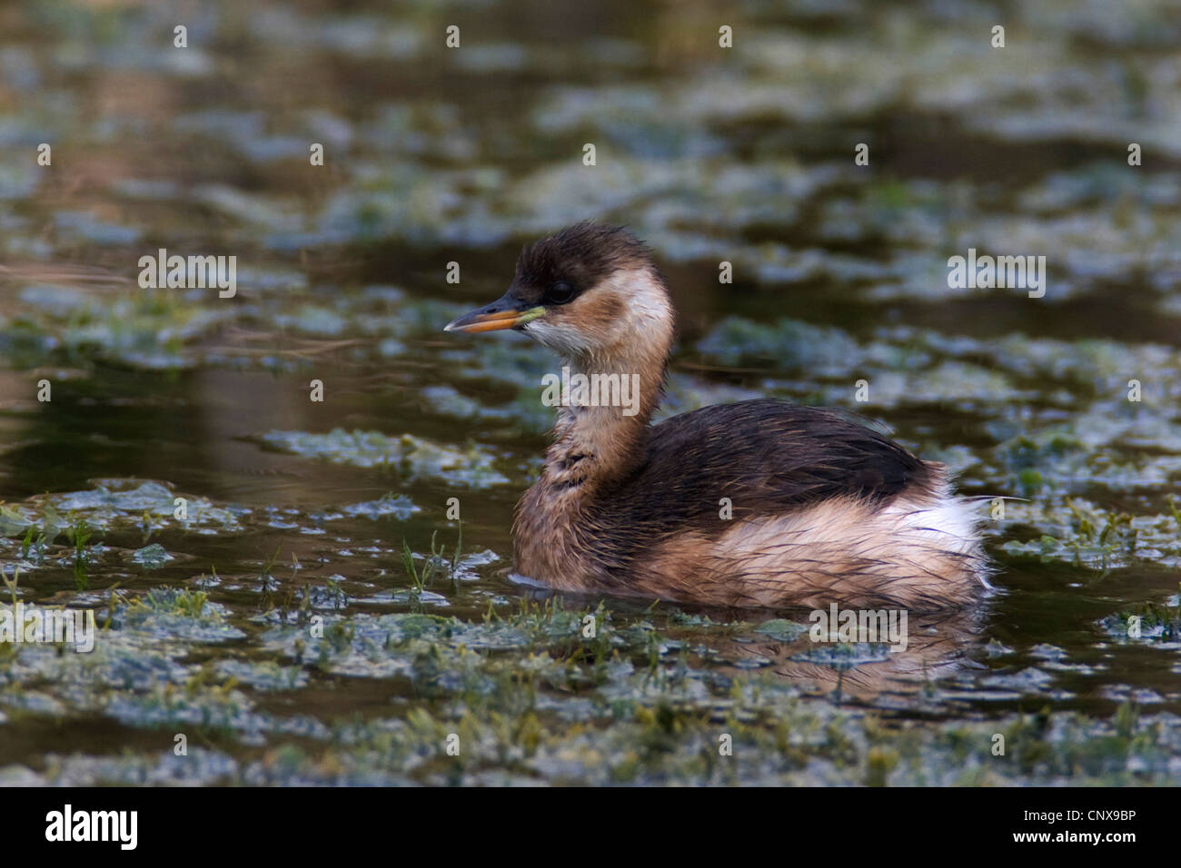 little grebe (Podiceps ruficollis, Tachybaptus ruficollis), swimming in ...