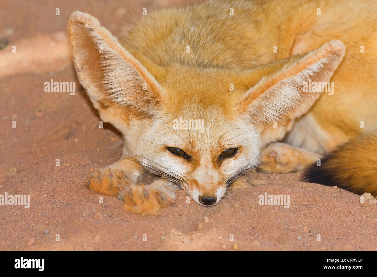 fennec fox (Fennecus zerda, Vulpes zerda), lying with the head on the ...