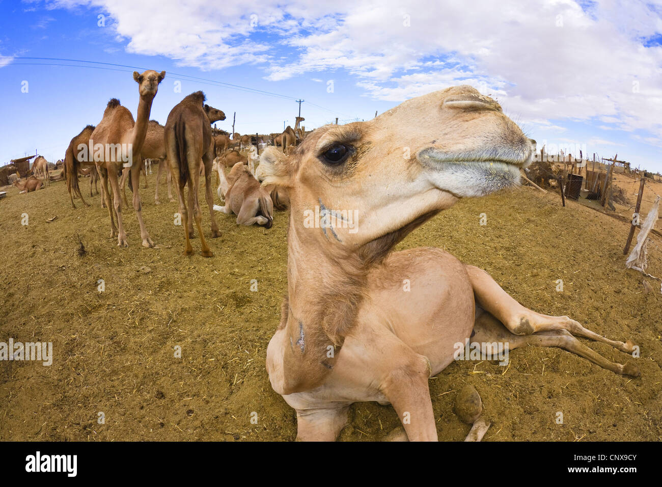 dromedary, one-humped camel (Camelus dromedarius), several animals on ...