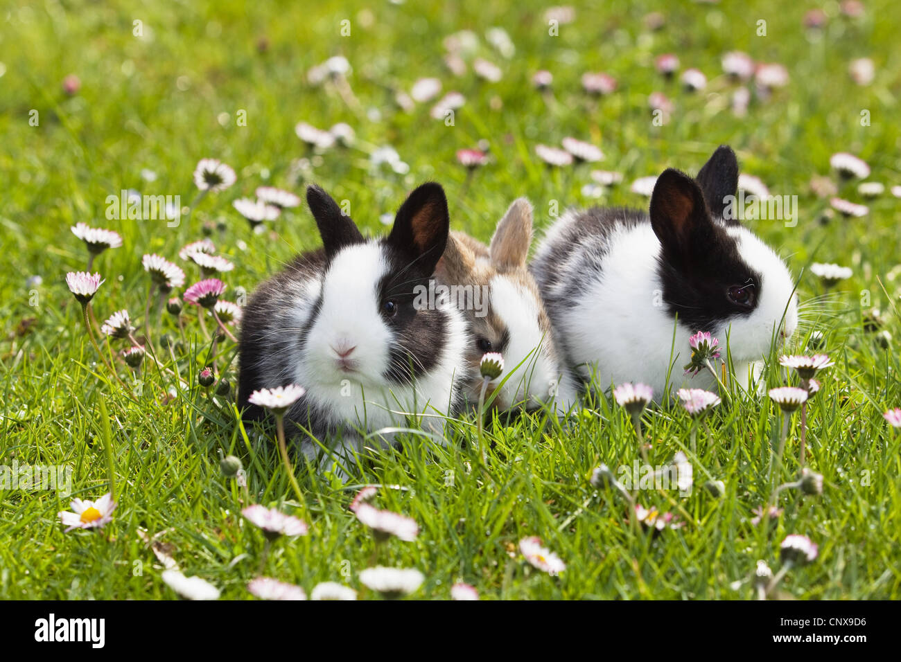 domestic rabbit (Oryctolagus cuniculus f. domestica), three young ...