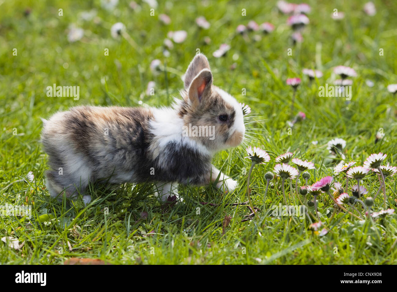 domestic rabbit (Oryctolagus cuniculus f. domestica), young rabbits in ...