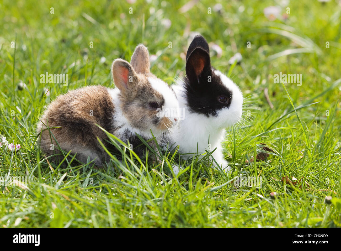 domestic rabbit (Oryctolagus cuniculus f. domestica), two young rabbits ...