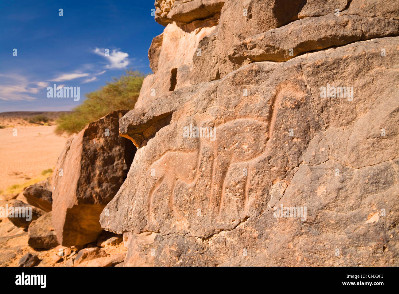 rock engravings of camels in the stone desert of Wadi Mathendous, Libya ...