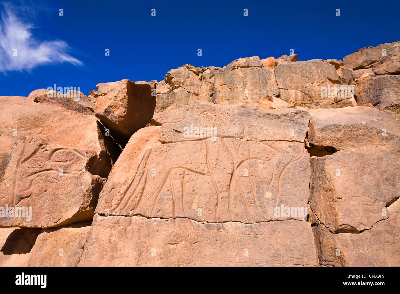 rock engraving of a lioness in the stone desert of Wadi Mathendous ...