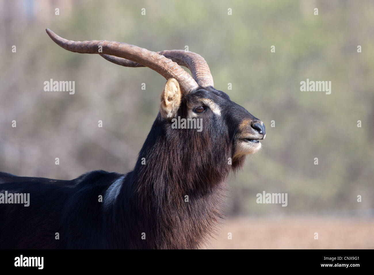 Antelope Hooves Horns Nile Lechwe wasserbock Stock Photo - Alamy
