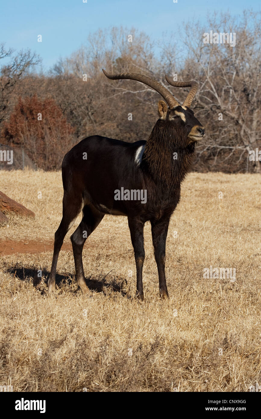 Antelope Hooves Horns Nile Lechwe wasserbock Stock Photo - Alamy