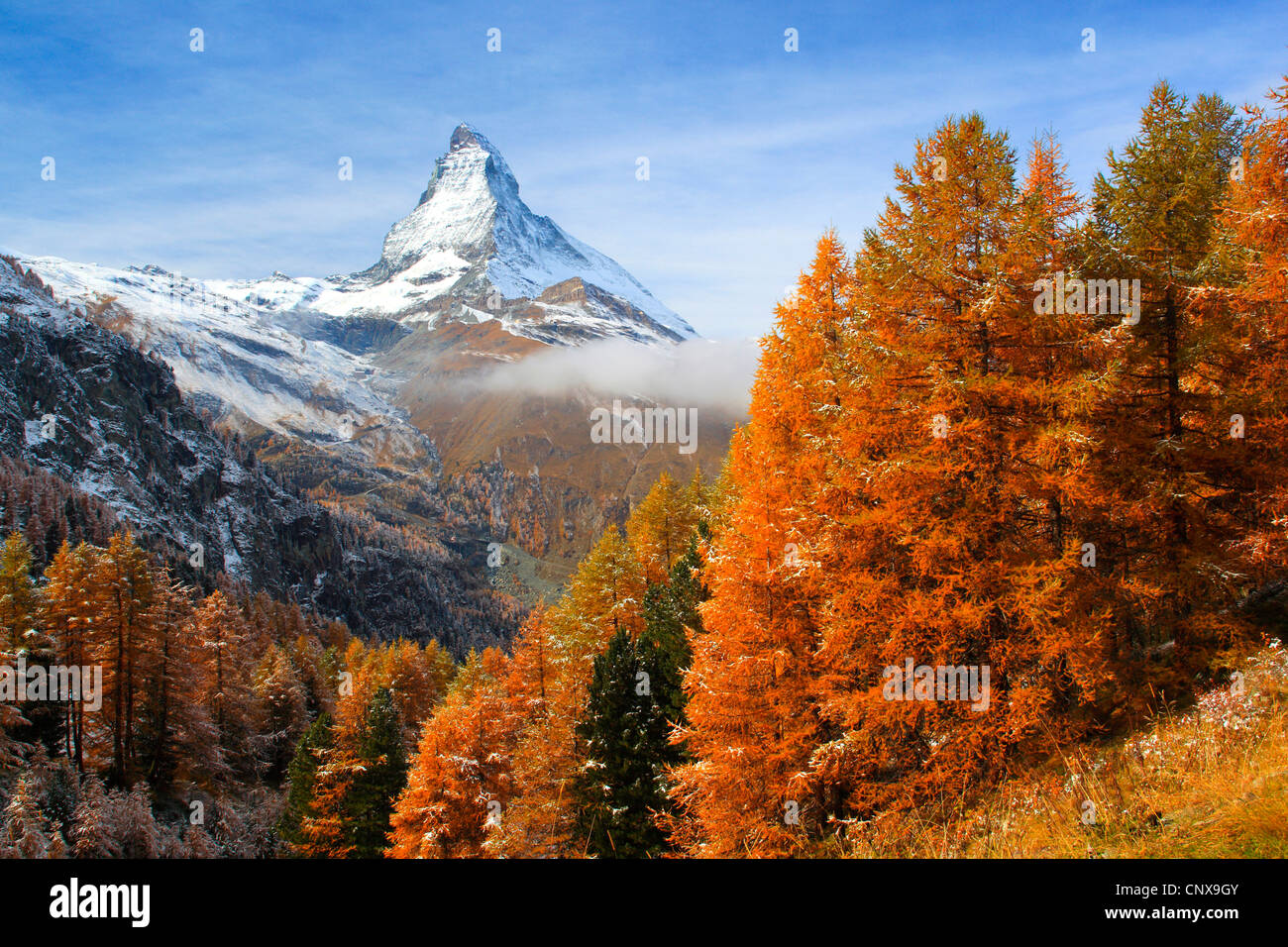 common larch, European larch (Larix decidua, Larix europaea ...