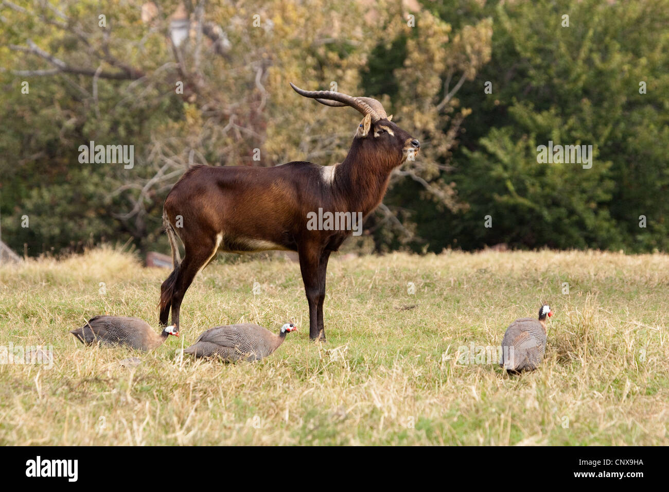 Antelope Hooves Horns Nile Lechwe wasserbock Stock Photo - Alamy