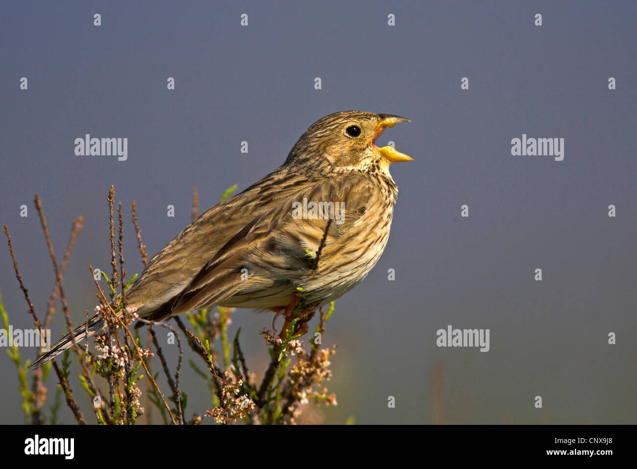 Tamarix family tamaricaceae hi-res stock photography and images - Alamy