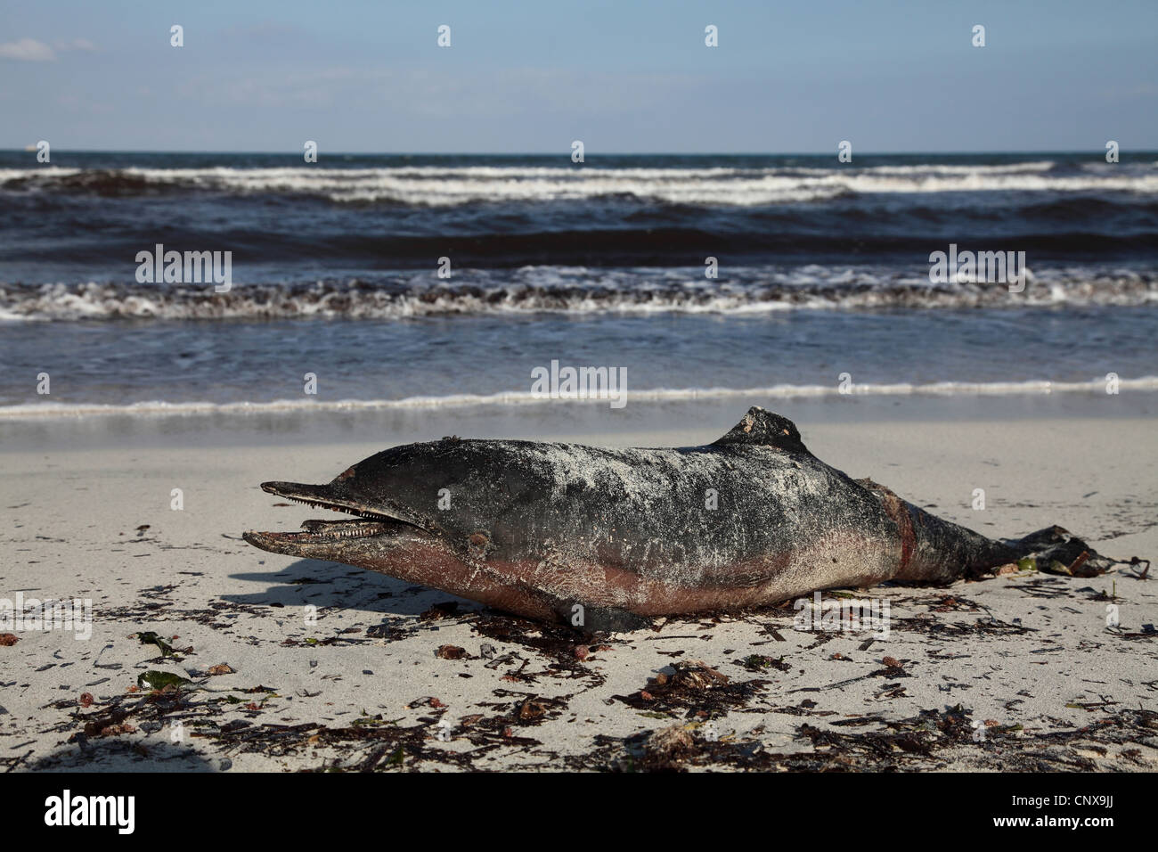 bottlenosed dolphin, common bottle-nosed dolphin (Tursiops truncatus ...
