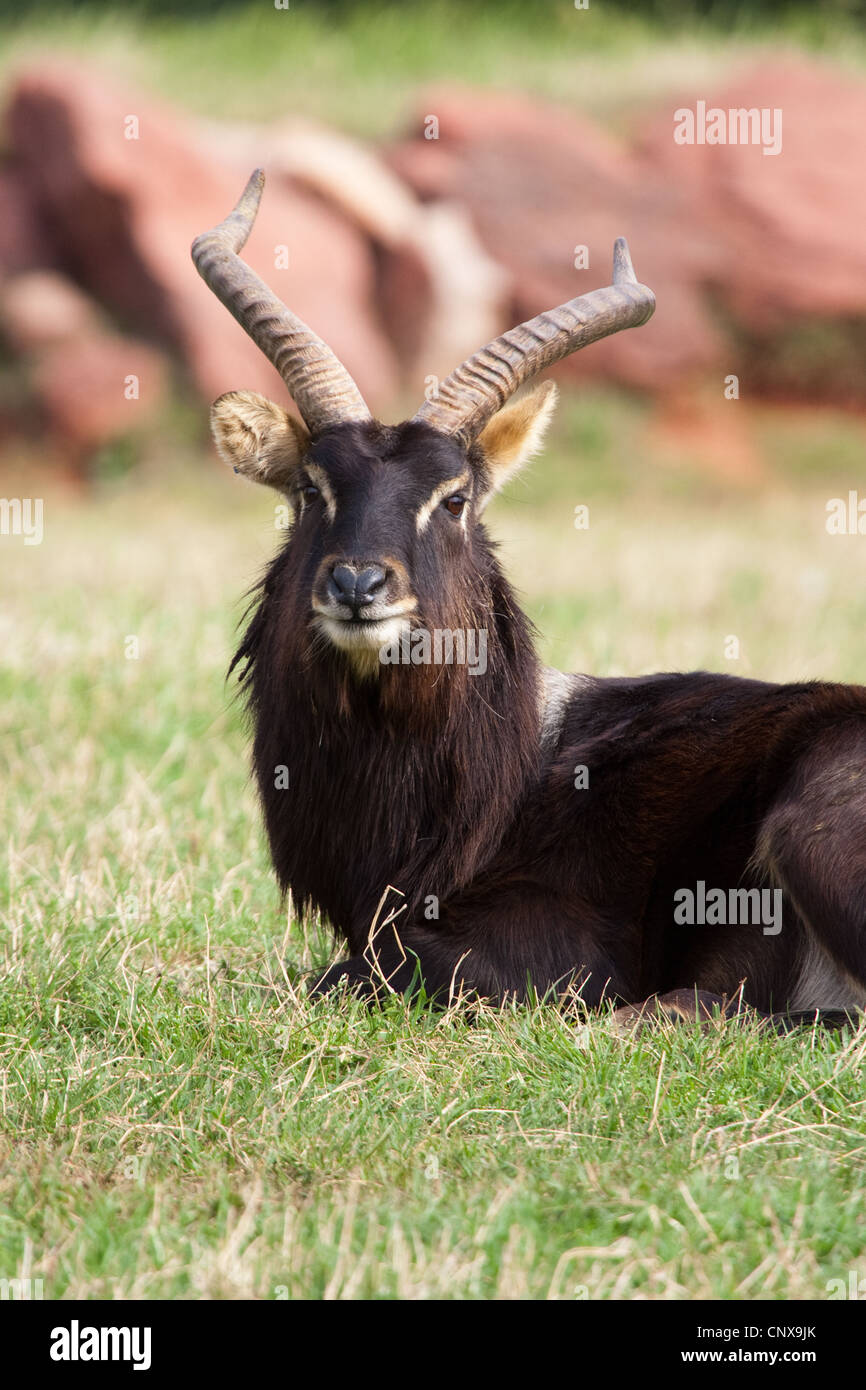Antelope Hooves Horns Nile Lechwe wasserbock Stock Photo - Alamy