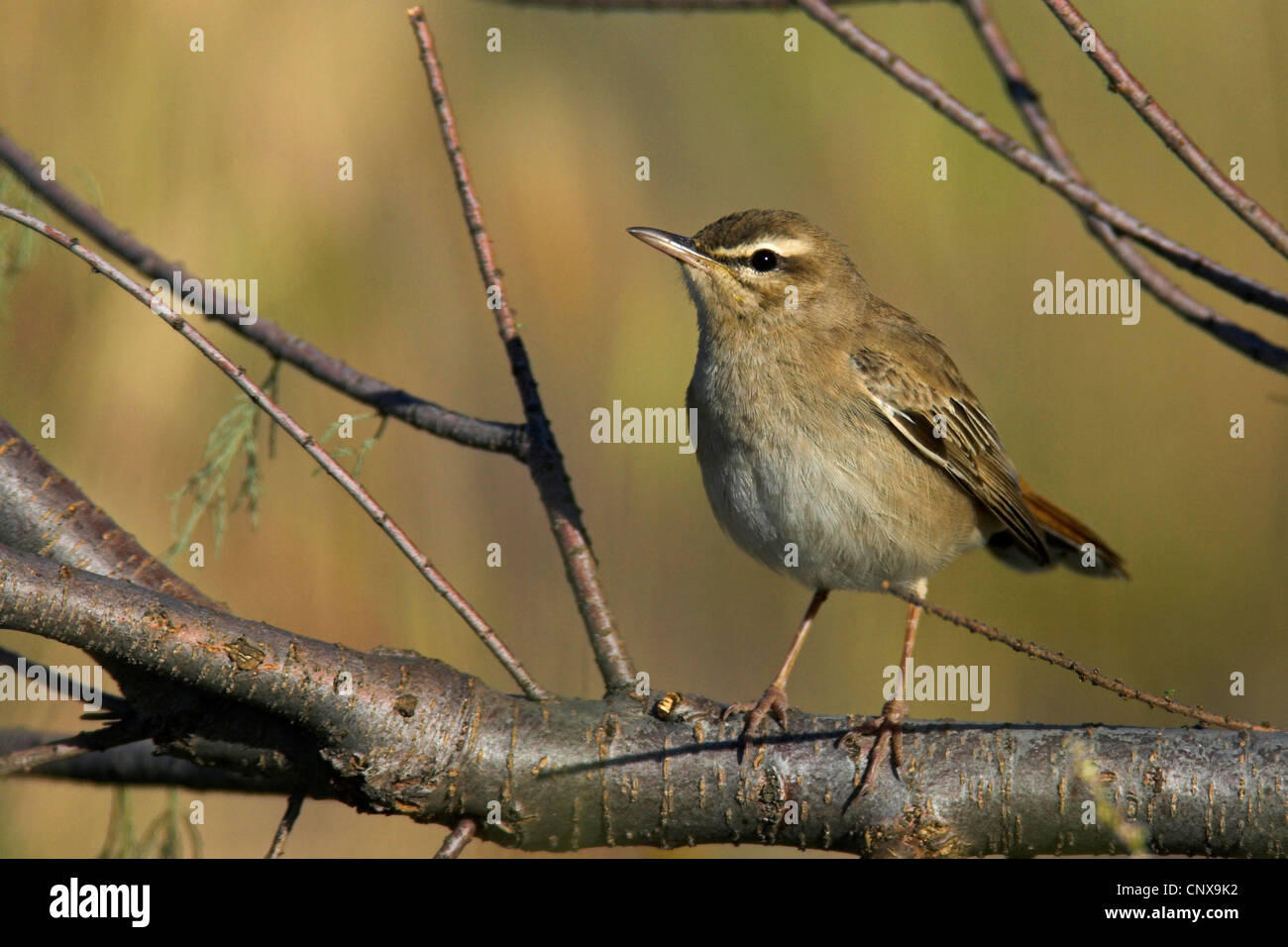 rufous scrub robin, rufous-tailed scrub robin, rufous warbler ...