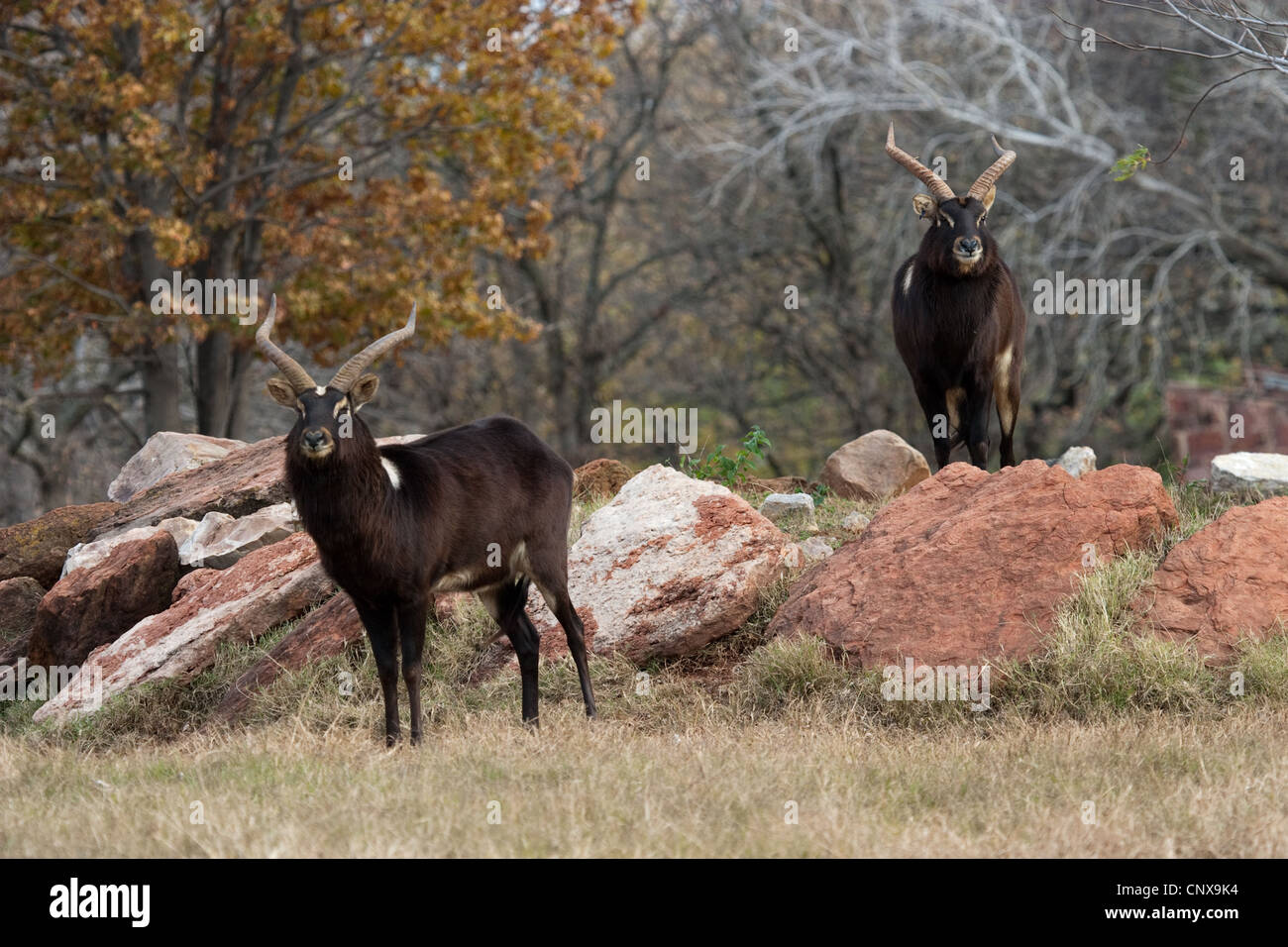 Antelope Hooves Horns Nile Lechwe wasserbock Stock Photo - Alamy