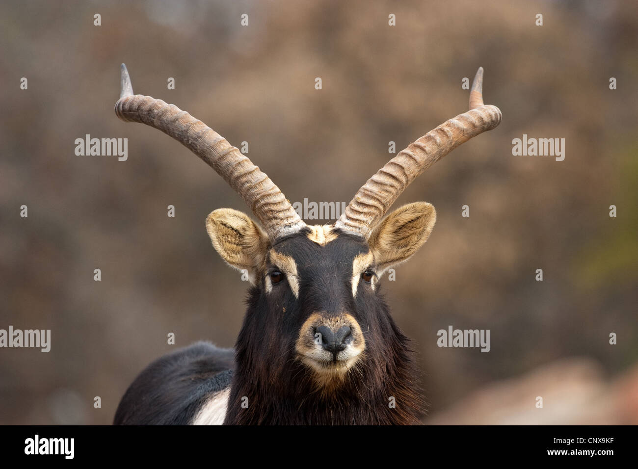 Antelope Hooves Horns Nile Lechwe wasserbock Stock Photo - Alamy