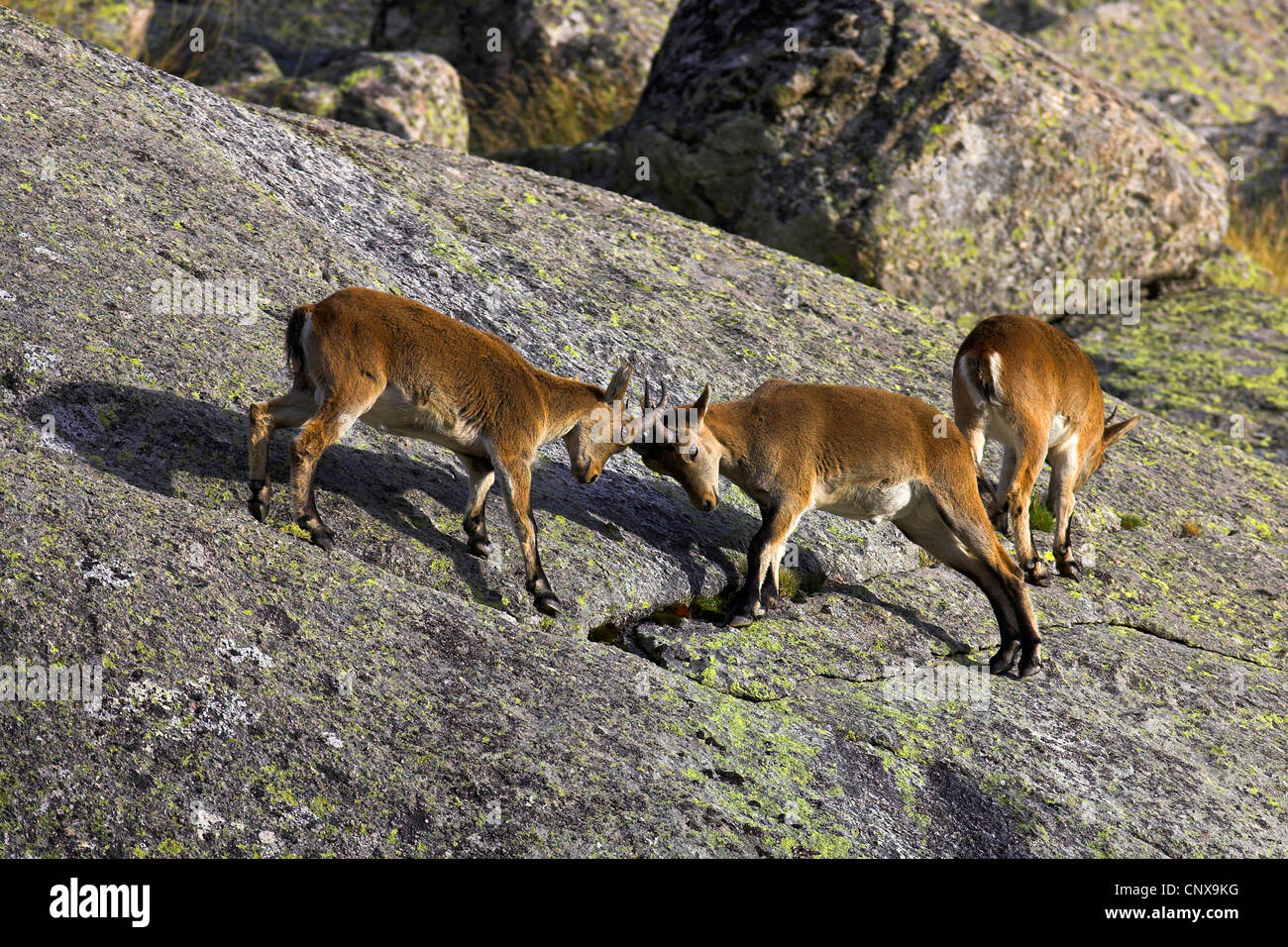 Spanish ibex (Capra pyrenaica), fighting juveniles, Spain, Sierra De ...
