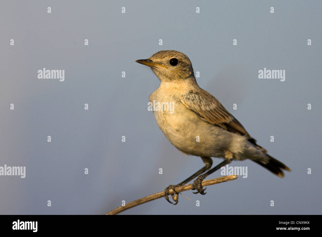 isabelline wheatear (Oenanthe isabellina), squeaker sitting on a branch ...