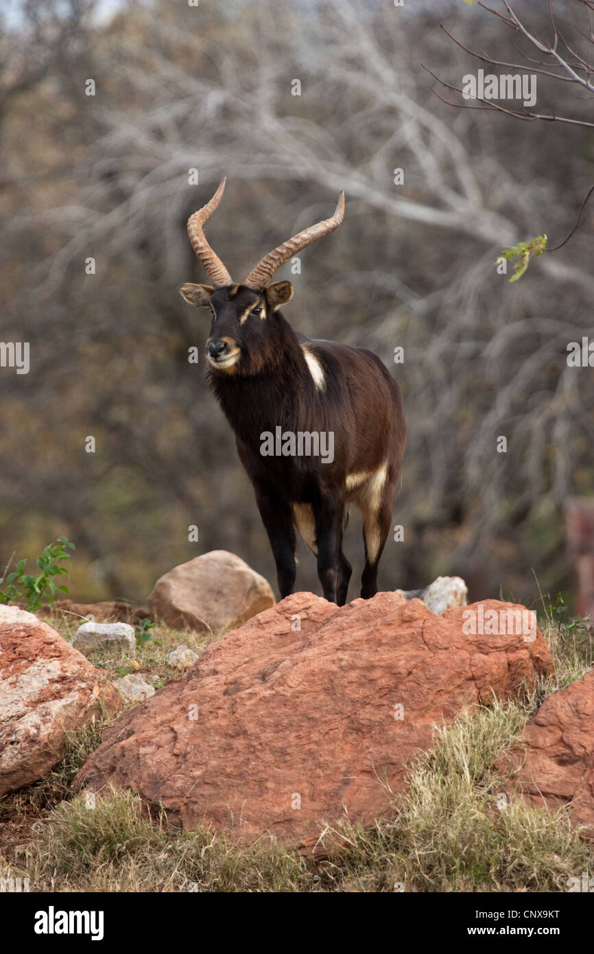Antelope Hooves Horns Nile Lechwe wasserbock Stock Photo - Alamy
