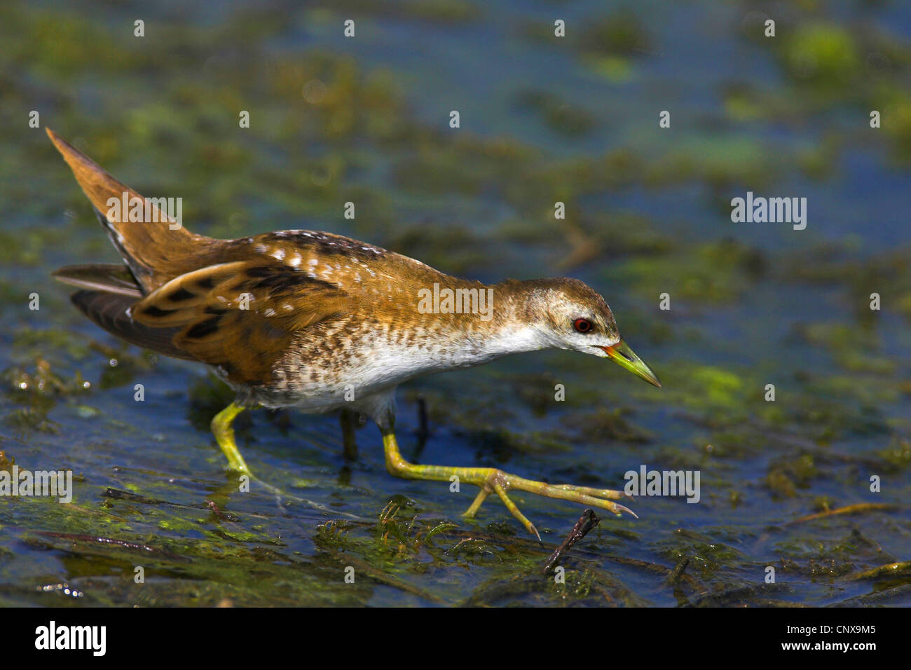 little crake (Porzana parva), juvenile walking in shallow water, Greece ...