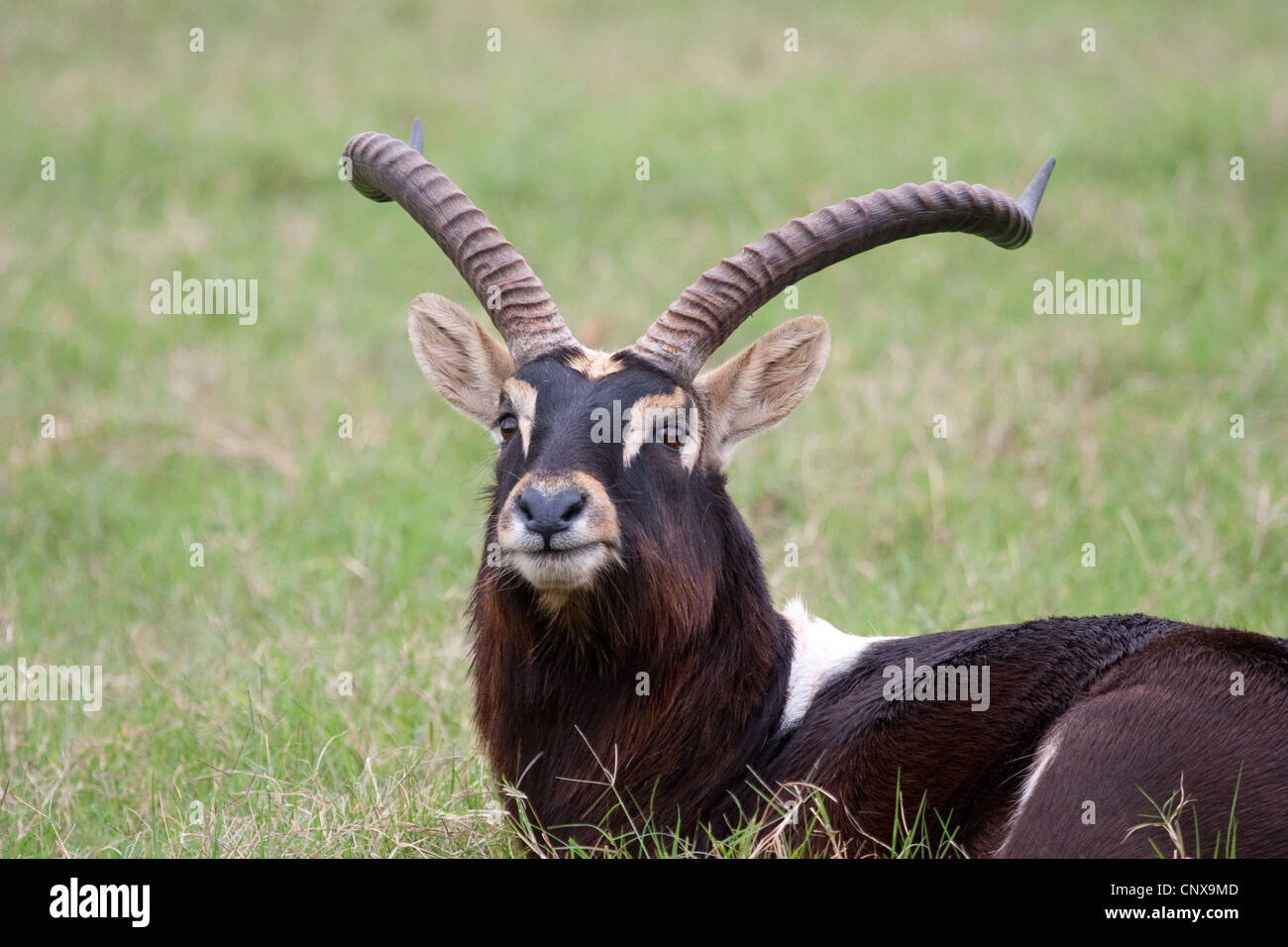 Antelope Hooves Horns Nile Lechwe wasserbock Stock Photo - Alamy
