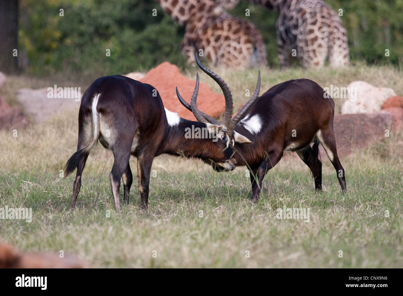 Antelope Hooves Horns Nile Lechwe wasserbock Stock Photo - Alamy