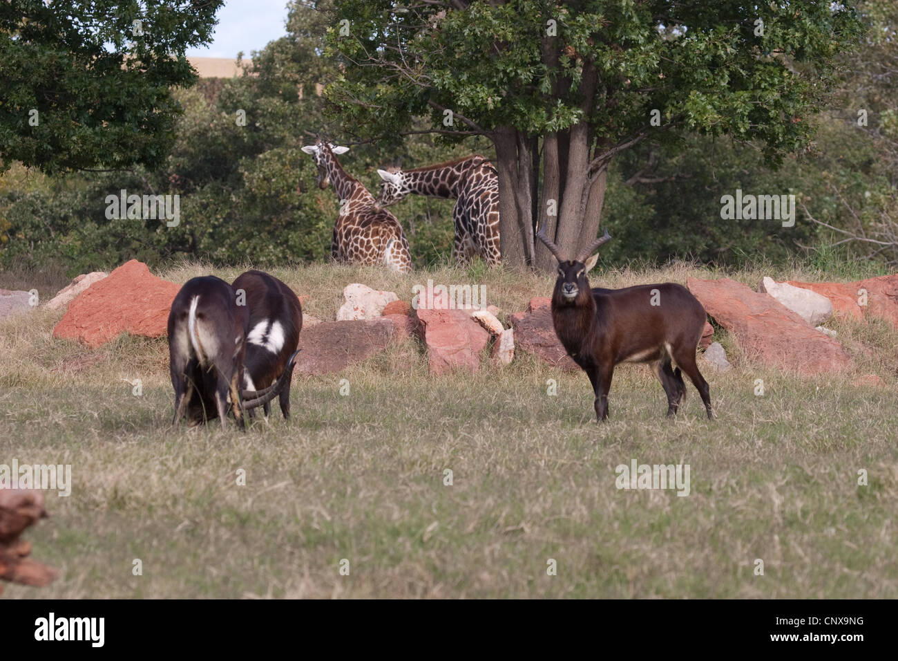 The nile lechwe antelope hi-res stock photography and images - Alamy