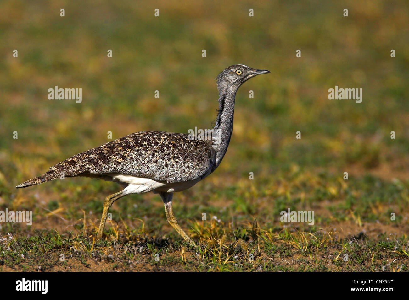 houbara bustard (Chlamydotis undulata), running, Canary Islands ...