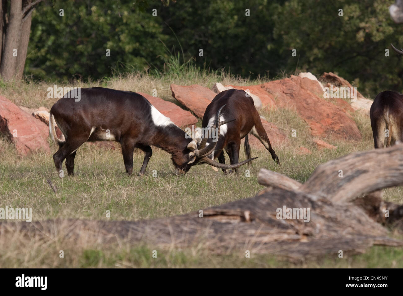 Antelope Hooves Horns Nile Lechwe wasserbock Stock Photo - Alamy