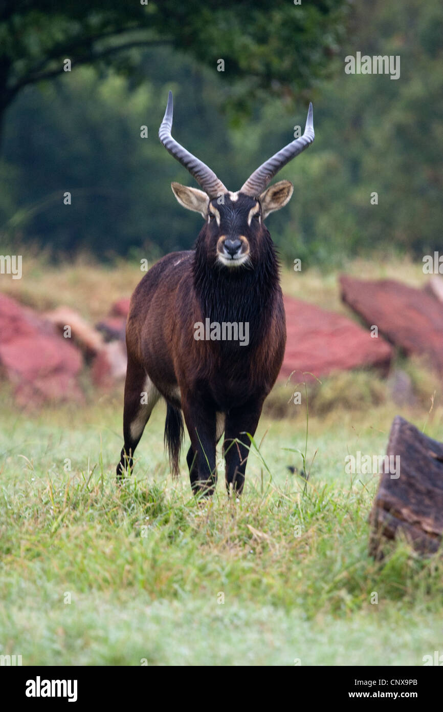 Antelope Hooves Horns Nile Lechwe wasserbock Stock Photo - Alamy