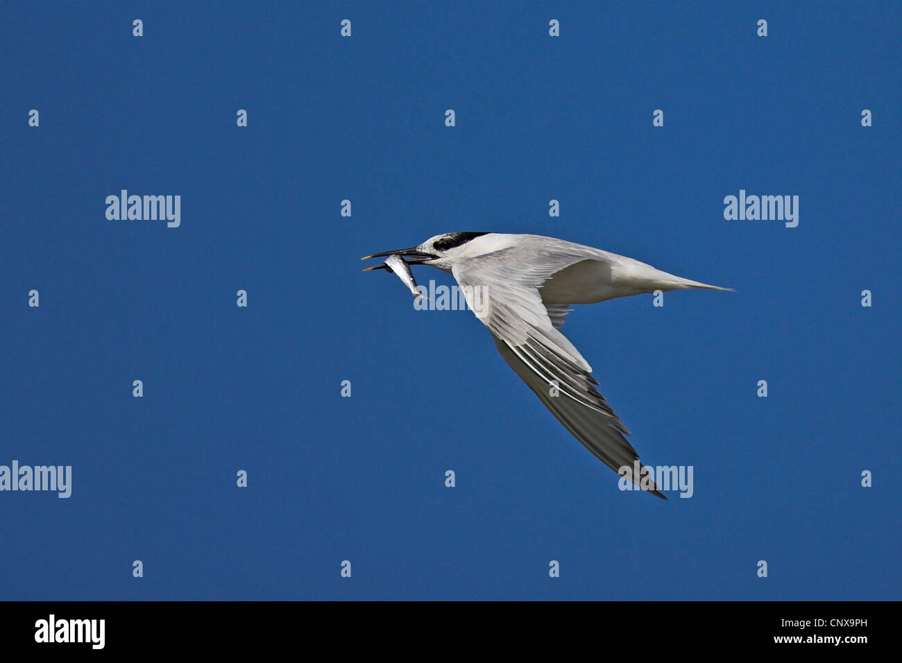 sandwich tern (Sterna sandvicensis, Thalasseus sandvicensis), flying ...