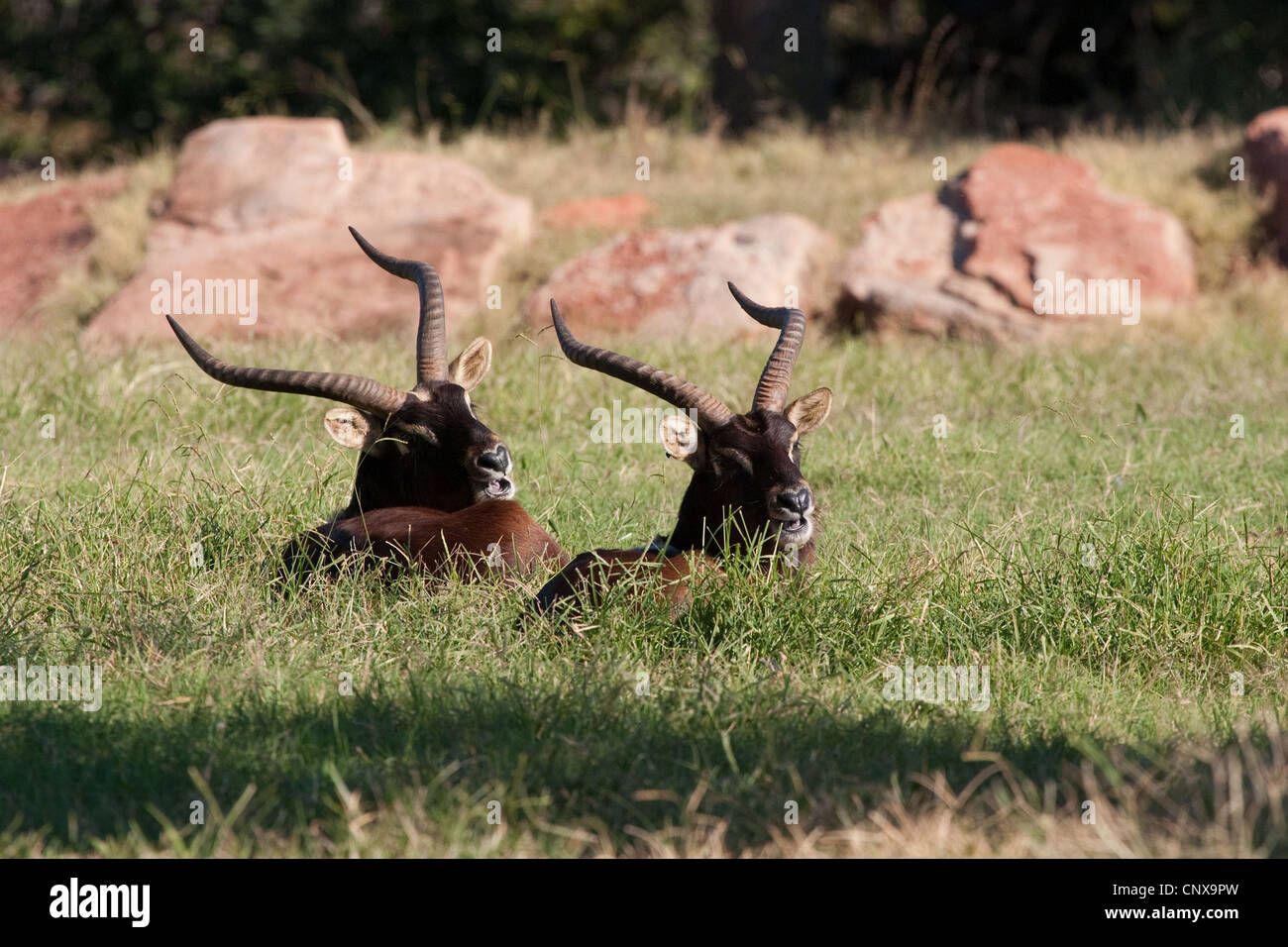 Antelope Hooves Horns Nile Lechwe wasserbock Stock Photo - Alamy