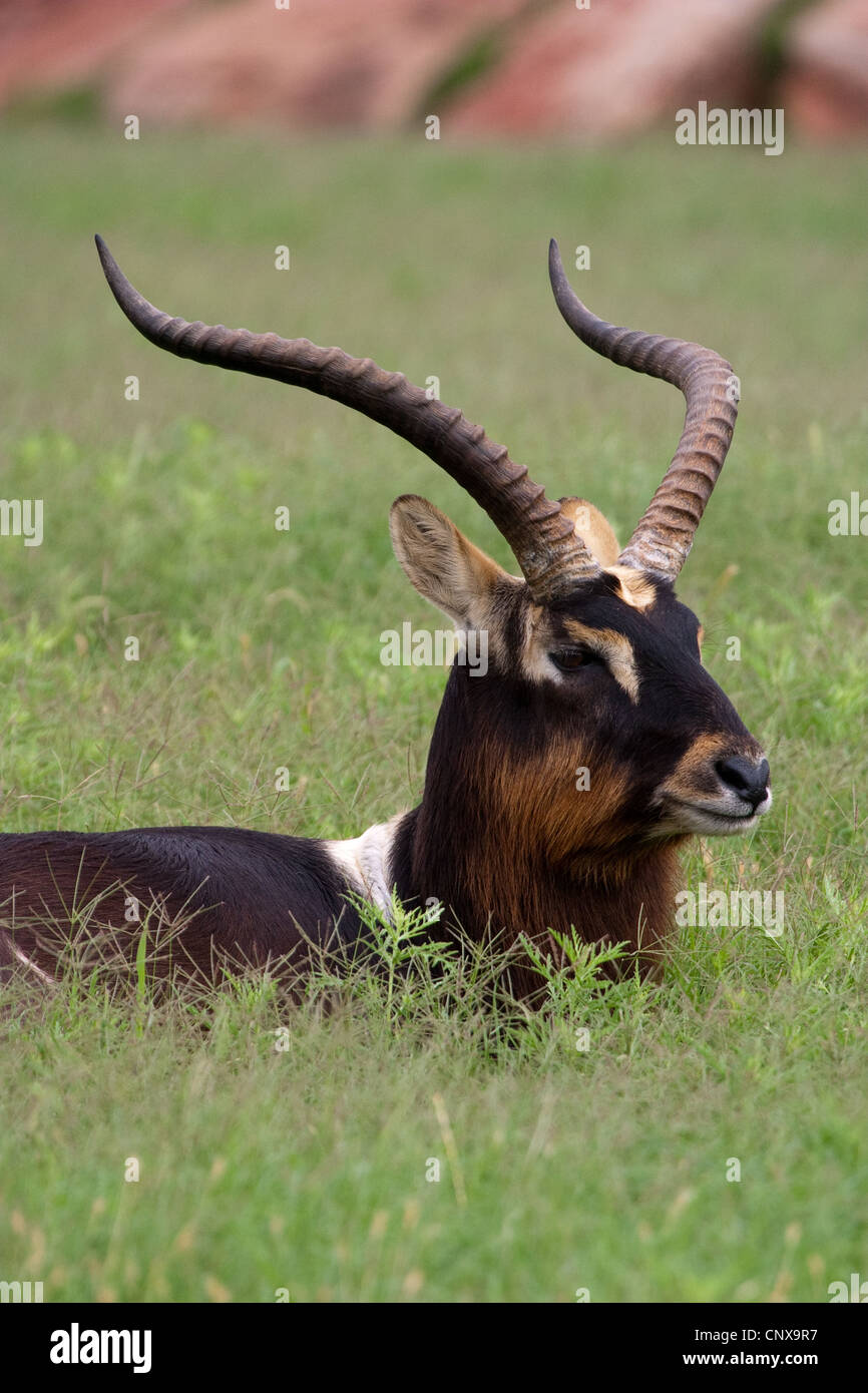 Antelope Hooves Horns Nile Lechwe wasserbock Stock Photo - Alamy