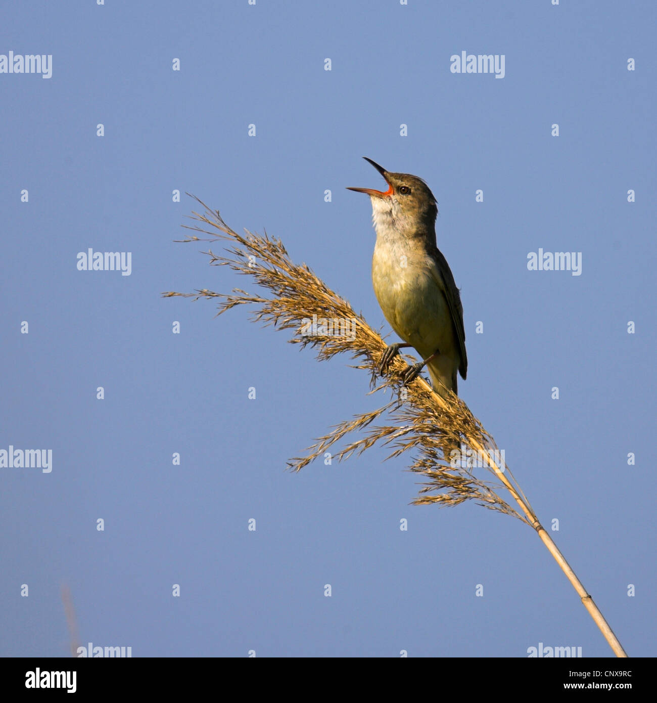 great reed warbler (Acrocephalus arundinaceus), singing on a reed blade ...
